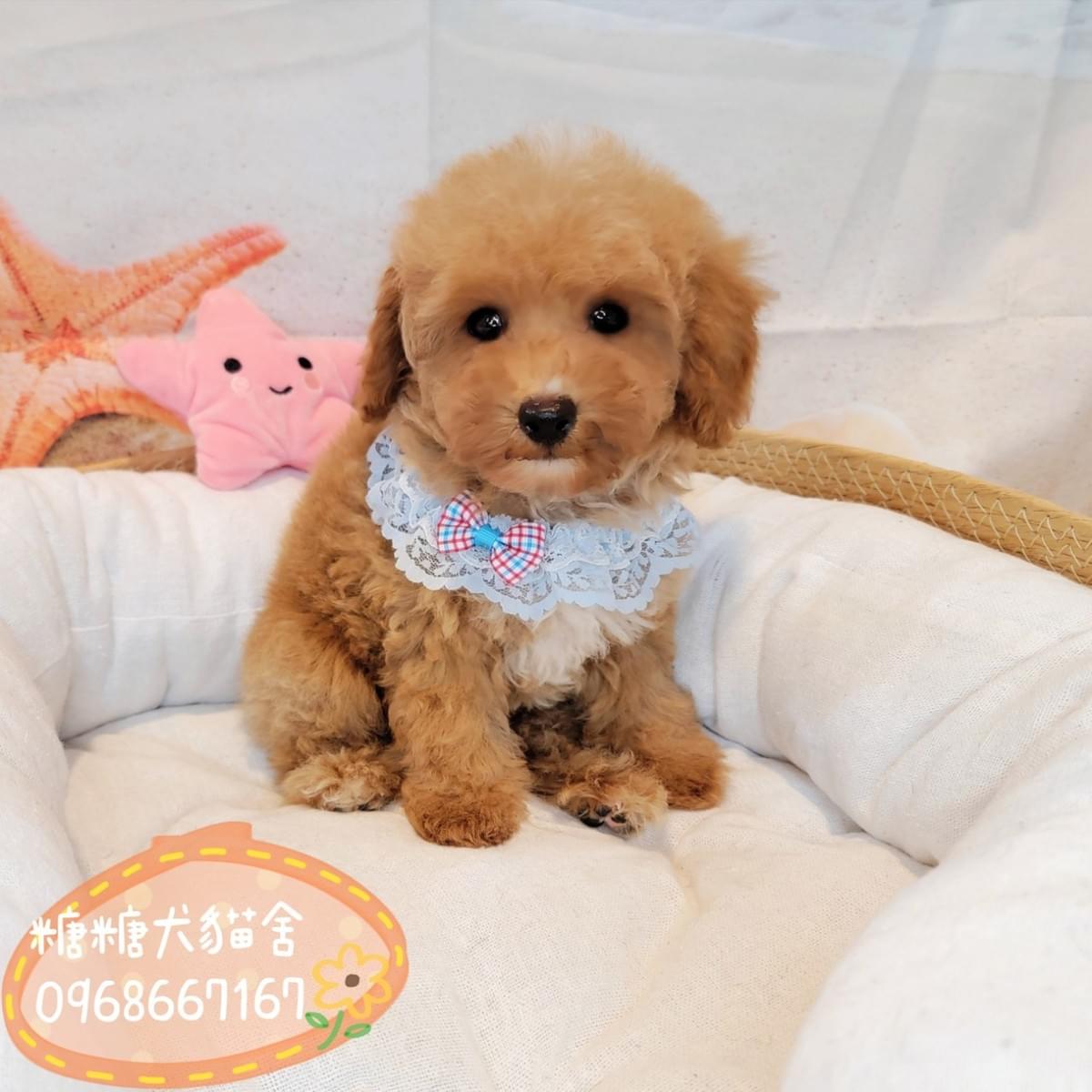 小型犬 糖糖犬貓舍