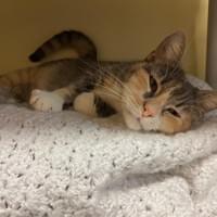 St. Francis Animal Sanctuary