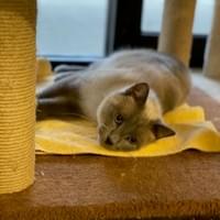 St. Francis Animal Sanctuary