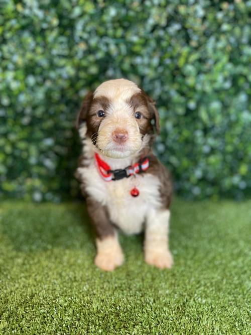 Claremont Puppies and Pets