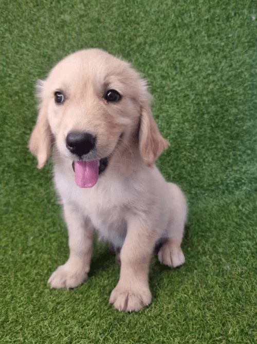 Claremont Puppies and Pets