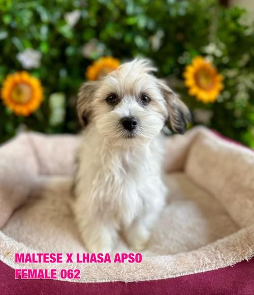 Claremont Puppies and Pets