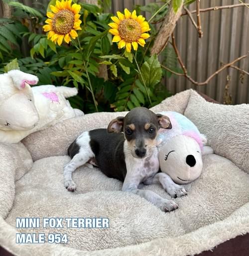 Claremont Puppies and Pets