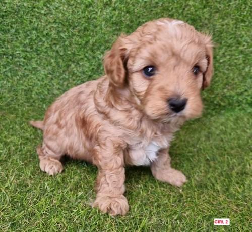 Claremont Puppies and Pets