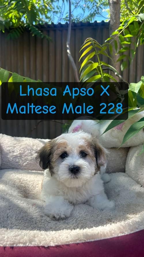 Claremont Puppies and Pets