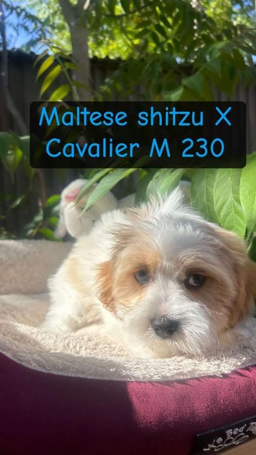 Claremont Puppies and Pets