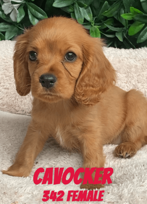 Claremont Puppies and Pets
