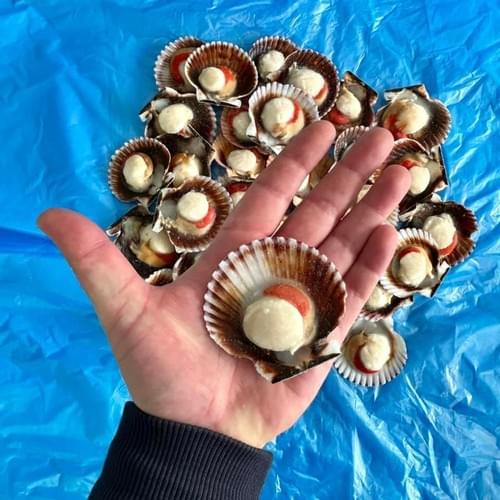 Frozen Shellfish - King Crab