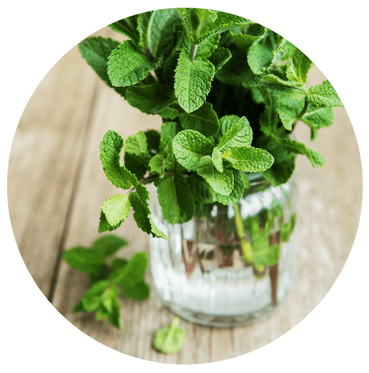 Harold's Famous Bee Co.