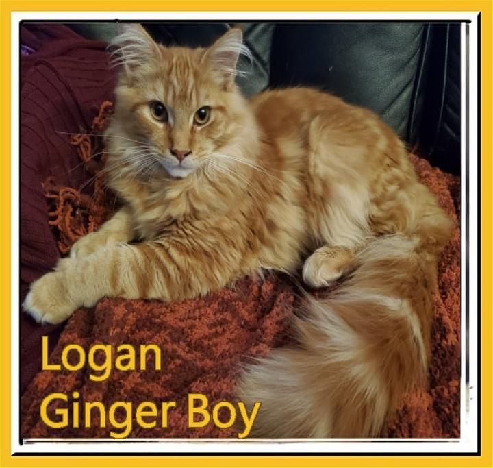 Shadowlynx Main Coon Cattery