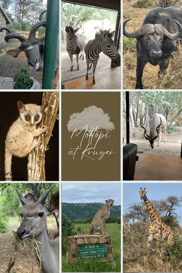 Motlopi at Kruger