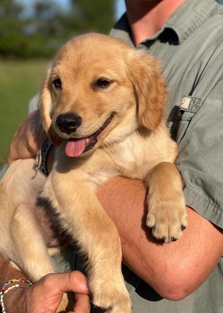 Peace Mountain Puppy