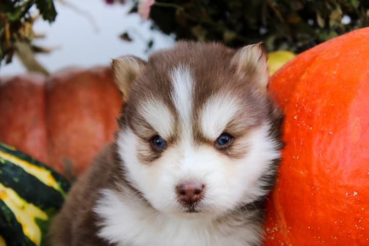 Pomskies - Hatz Off Puppies