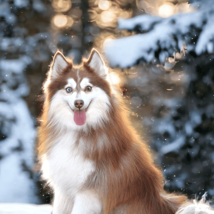 Pomskies - Hatz Off Puppies