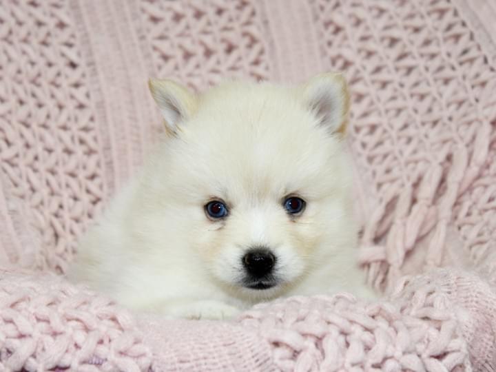 Pomskies - Hatz Off Puppies