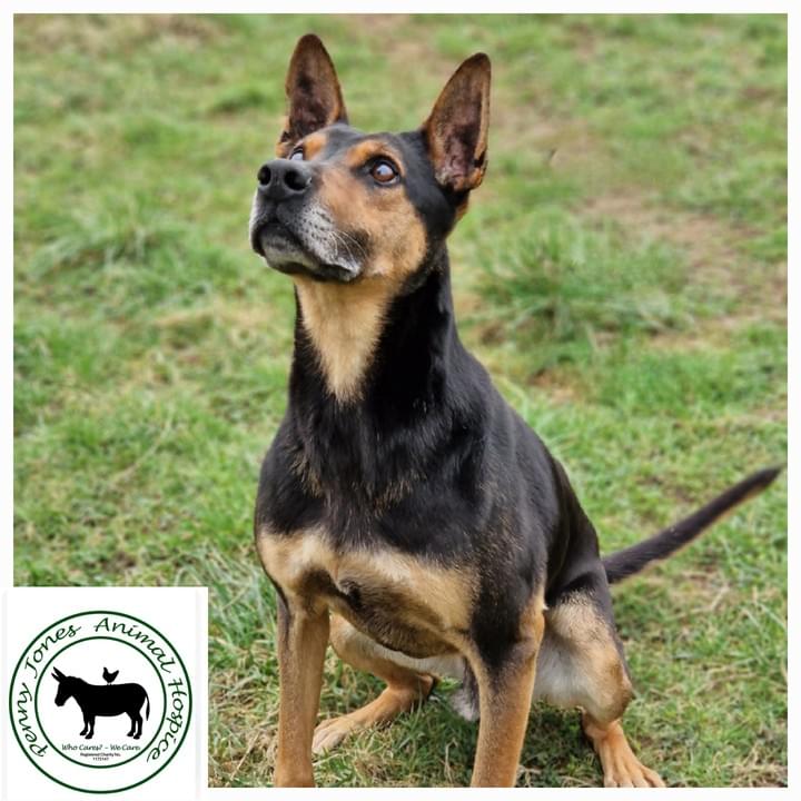 Penny Jones Animal Hospice