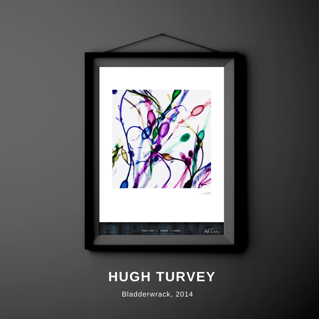 Poster - Hugh Turvey x-ray artist | photographer