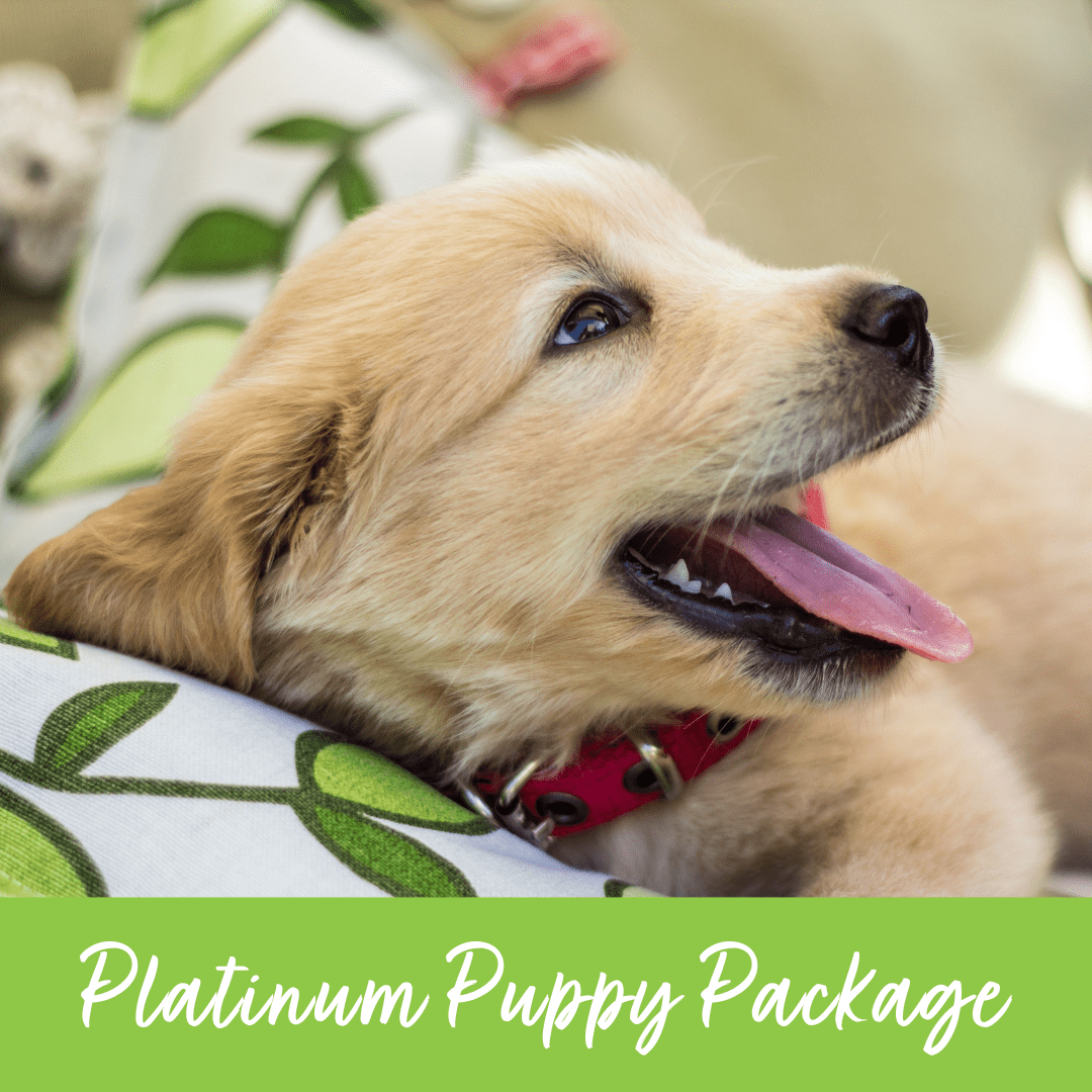 Private Puppy Training