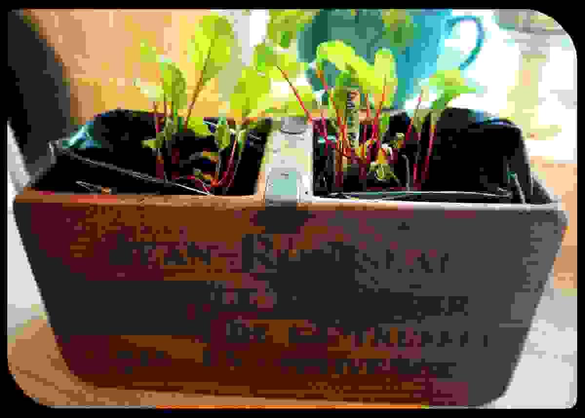 City Salad - Grow an Indoor Beets Box - Indoor Growing ...