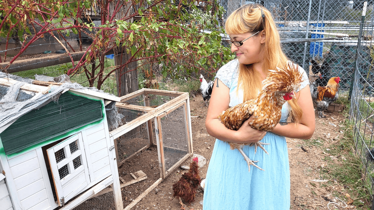 Chicken breeds for egg production