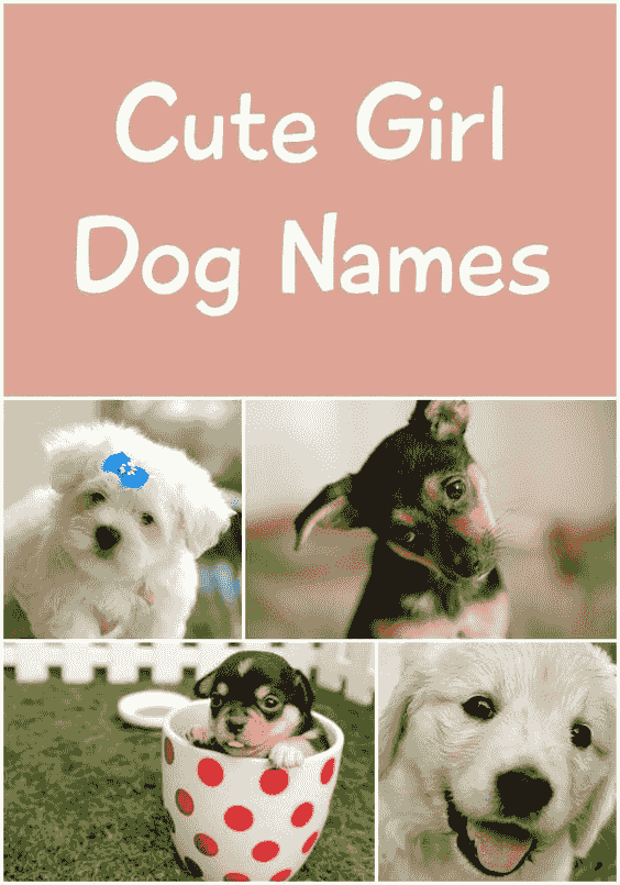 Cute unique puppy girl names
