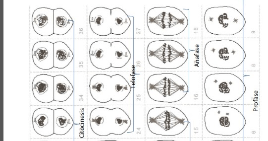 Mitosis flip book mitosis