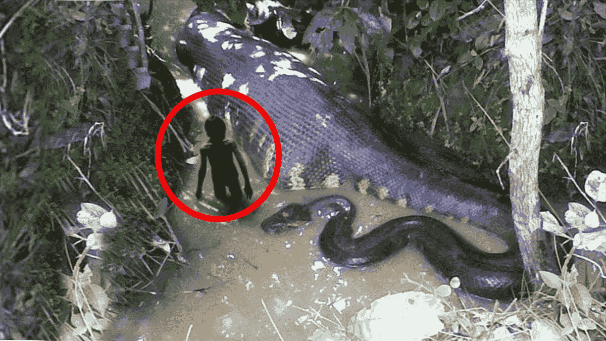What is largest anaconda ever found