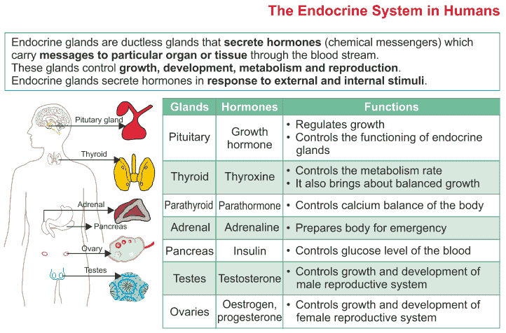 Endocrine glands and hormones