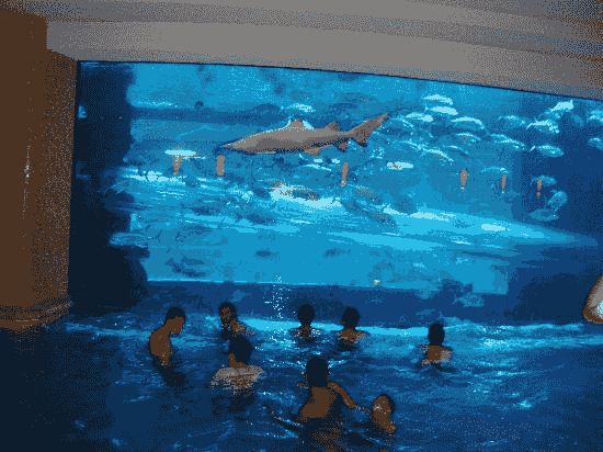 Tank Pool Golden Nugget Las Vegas