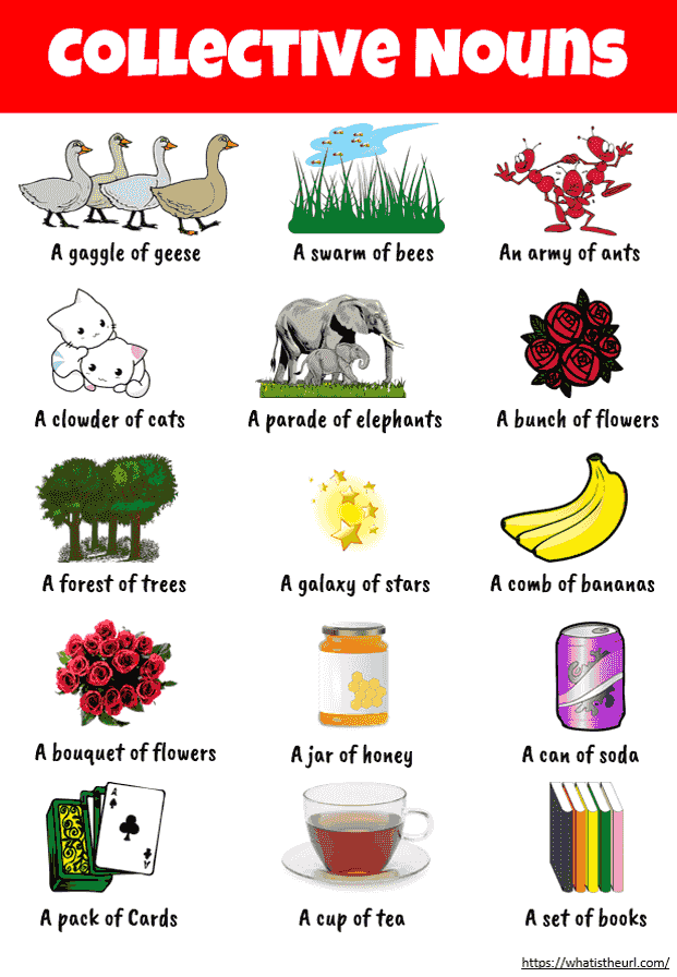 Funny animal collective nouns