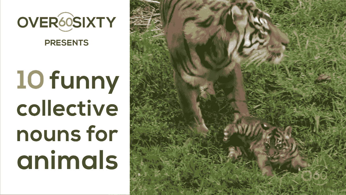 Funny animal collective nouns