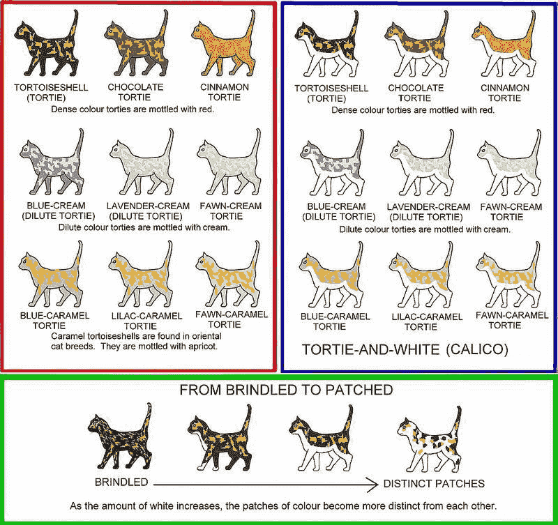 Tortoiseshell cat vs calico
