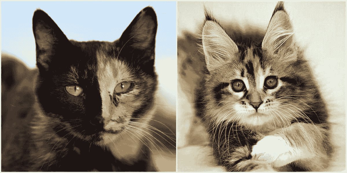 Tortoiseshell and calico cats