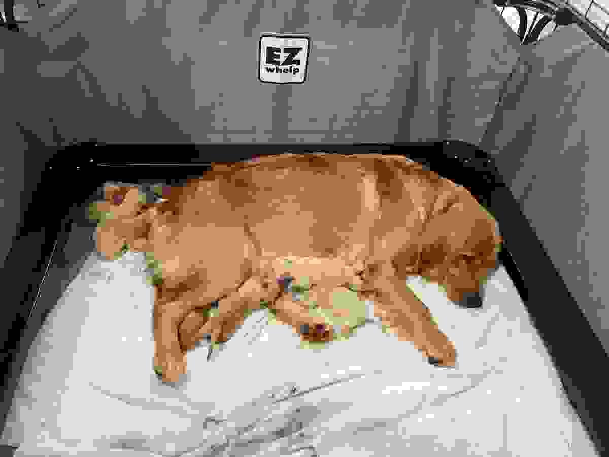 Home - fauloaksfarmgoldenretrievers where we profuse breed standard ...