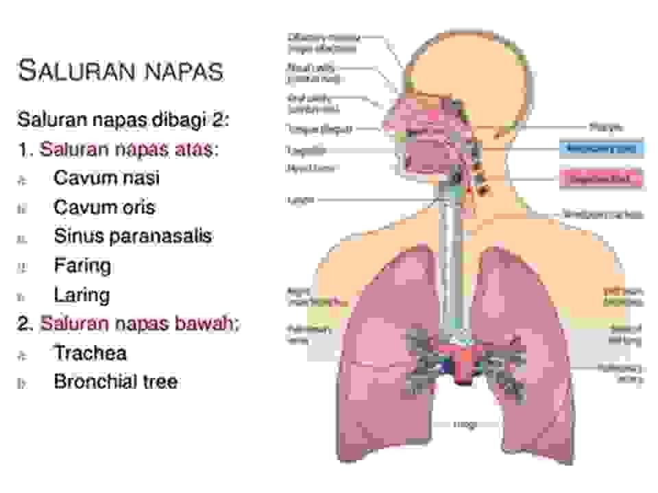 NAMA OBAT ISPA GENERIK DI APOTIK RESEP DOKTER - OBAT IS...