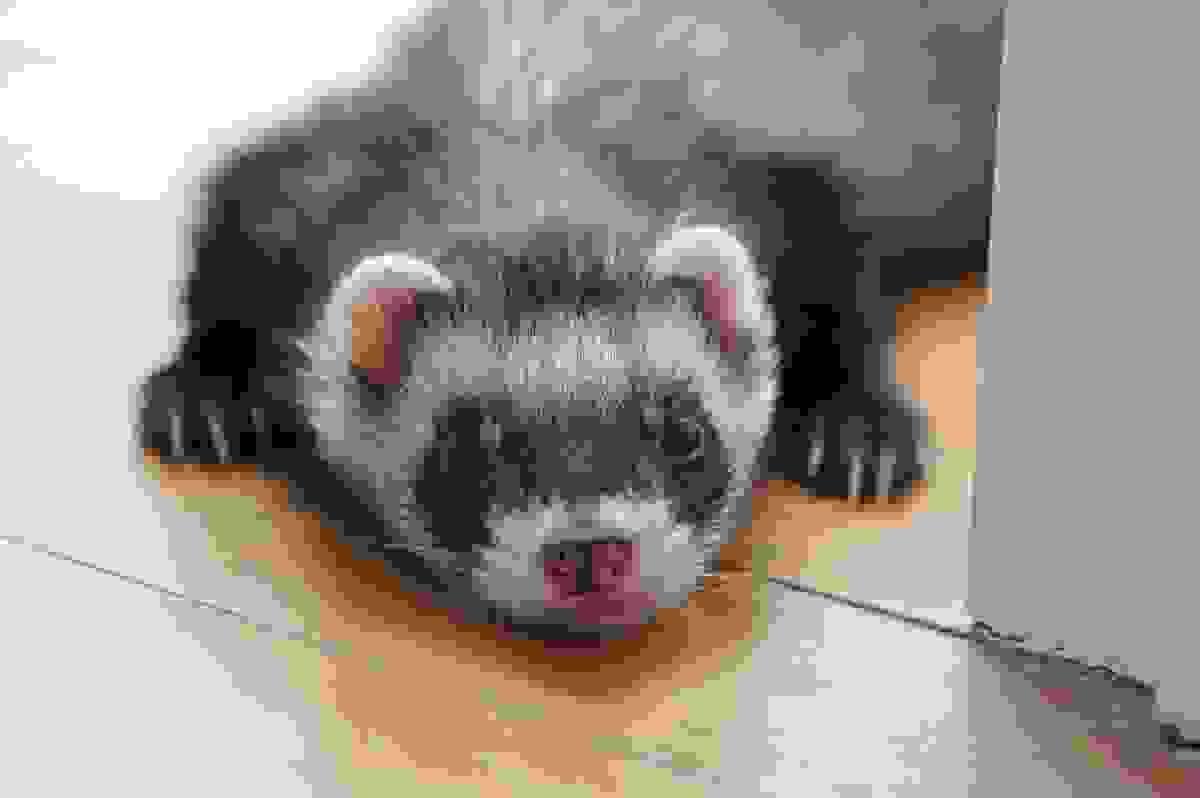 Heartworm Symptoms in Ferrets