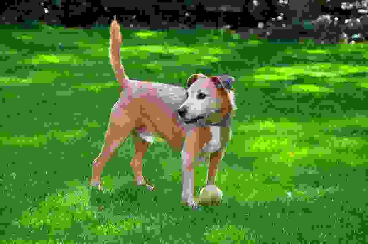 Burns in Dogs