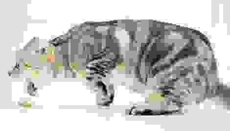 Why Is My Cat Vomiting? - cat care