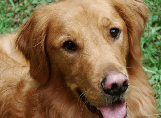 Solar Dermatitis In Dogs