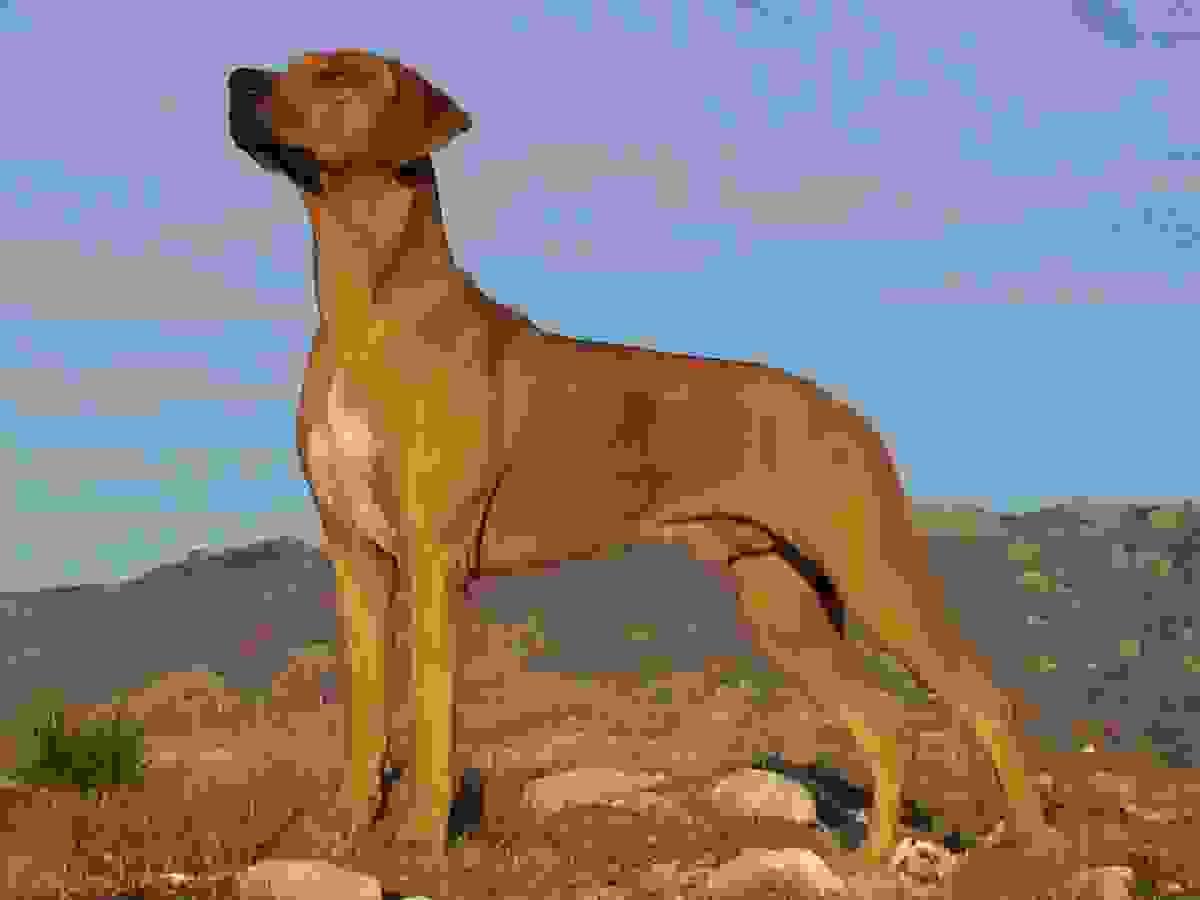 Symptoms of Dermoid Sinus Skin Defect in Rhodesian Ridg...