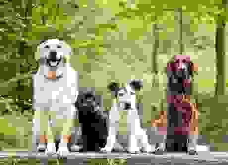 Choosing Between a Mixed Breed or a Purebred Dog