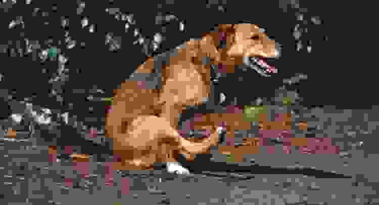 Scooting In Dogs