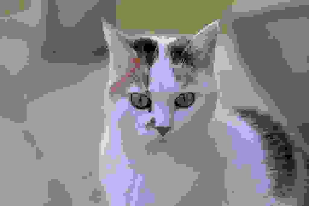 Abscess In CatsAbscess In Cats - cat care