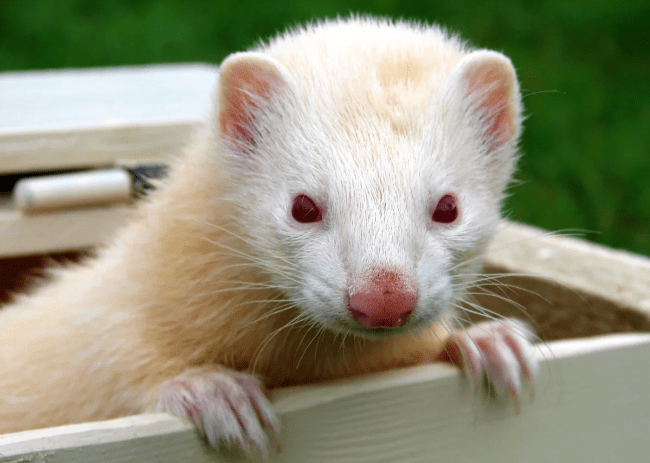 Eye Health in Ferrets - ferret care