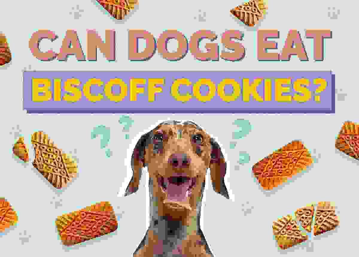 Can Dogs Eat Biscoff Cookies? A Must-Read for Dog Lover...