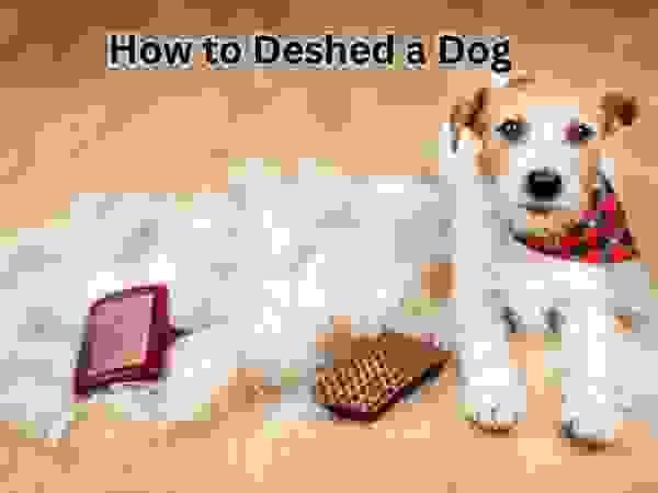 How to Deshed a Dog: 9 Effective Solutions That Save Ti...