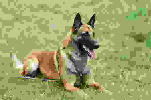 Dog Breeds from Belgium: Discovering Rare and Lesser-Kn...