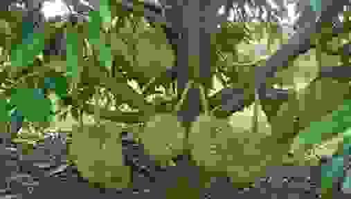 Obat Pencegah Rontok Bunga Durian