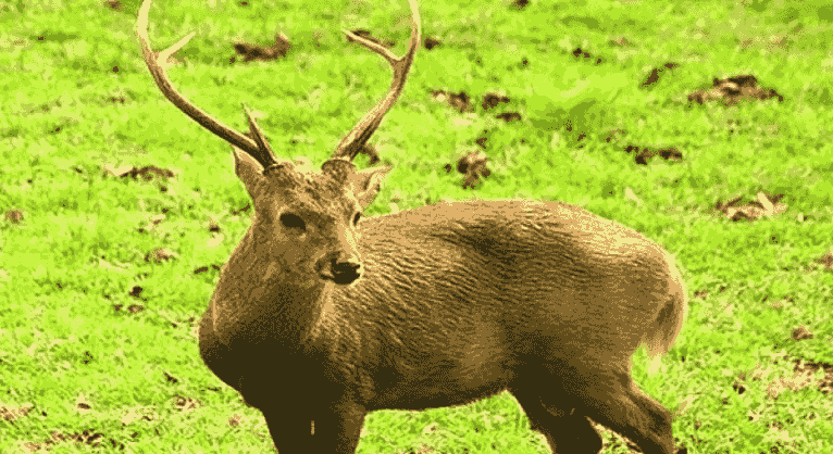Jenis dan Habitat Rusa di Indonesia - rusa