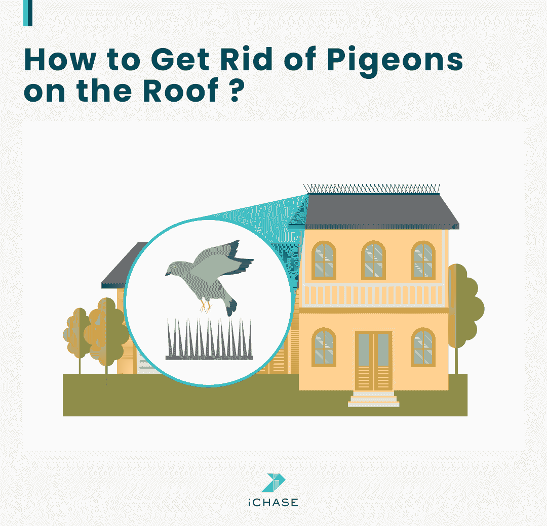 How Do You Keep Pigeons Away? 18 Methods - Articles